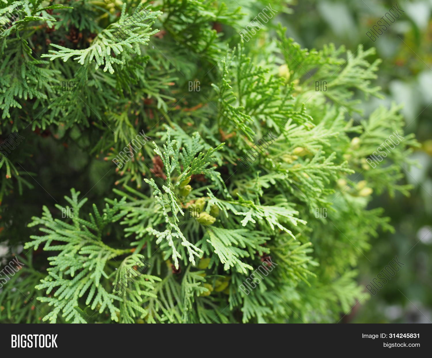 Green Thread Cypress Image & Photo (Free Trial) | Bigstock