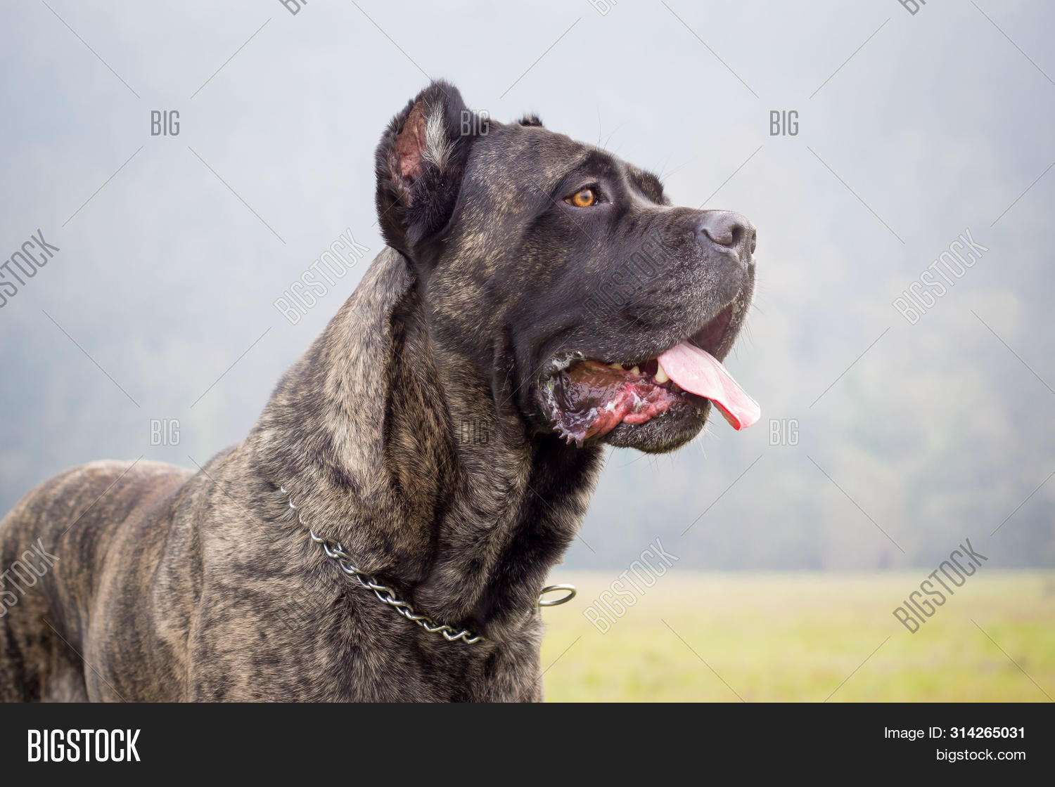Cane Corso Profile Image & Photo (Free Trial) | Bigstock