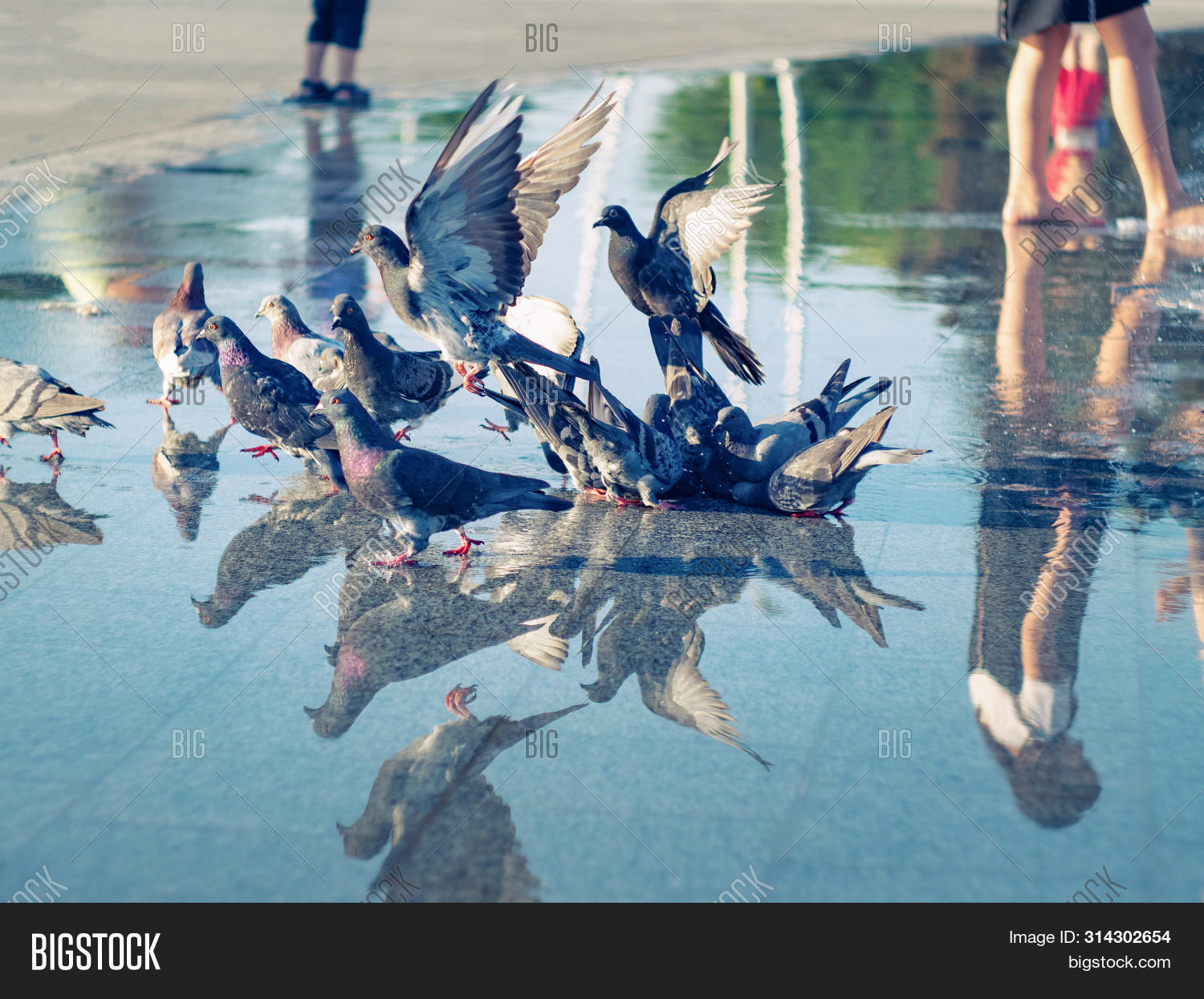 Flock Doves Washing Image & Photo (Free Trial) | Bigstock