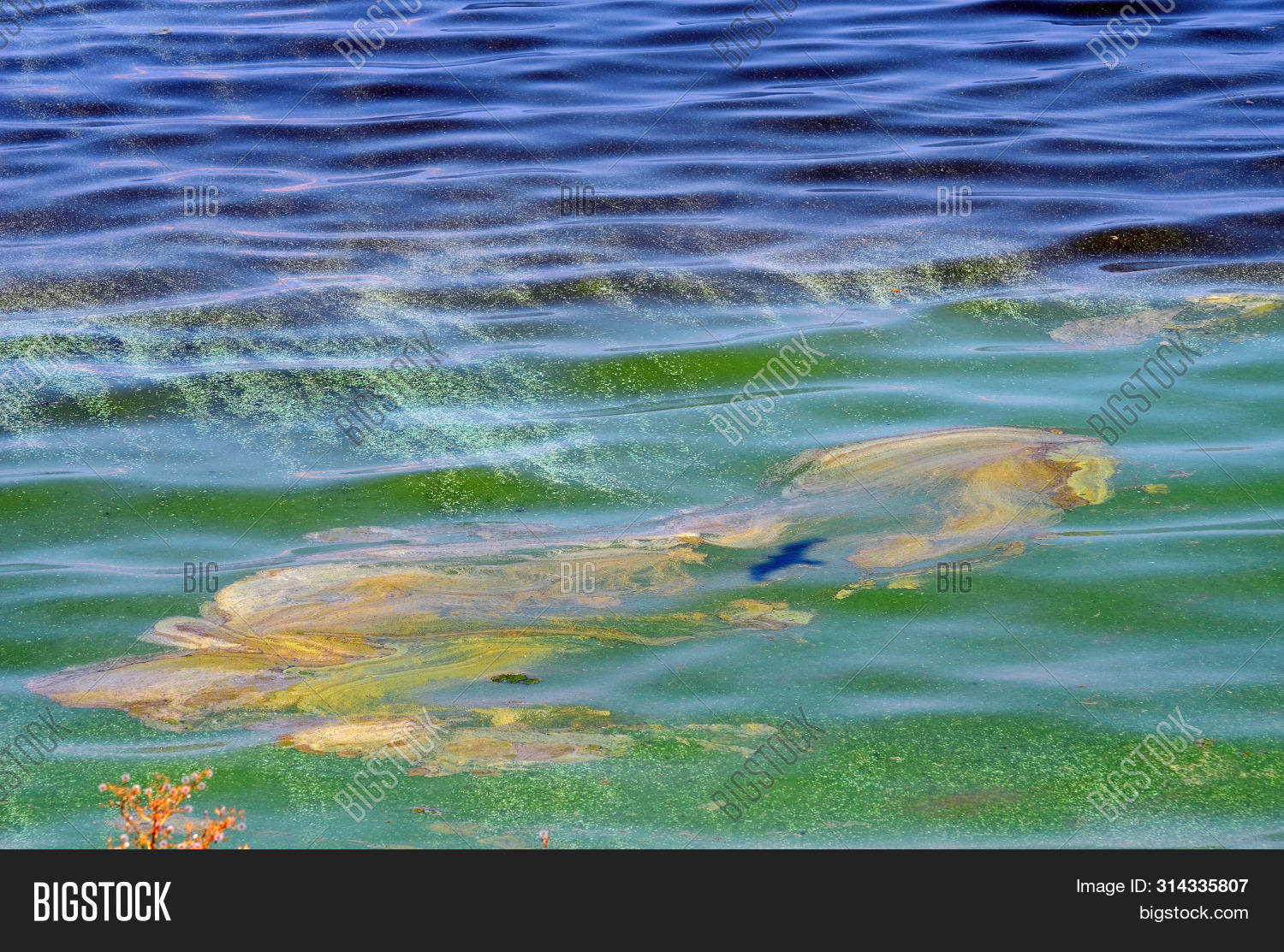 Green Algae On Surface Image & Photo (Free Trial) | Bigstock