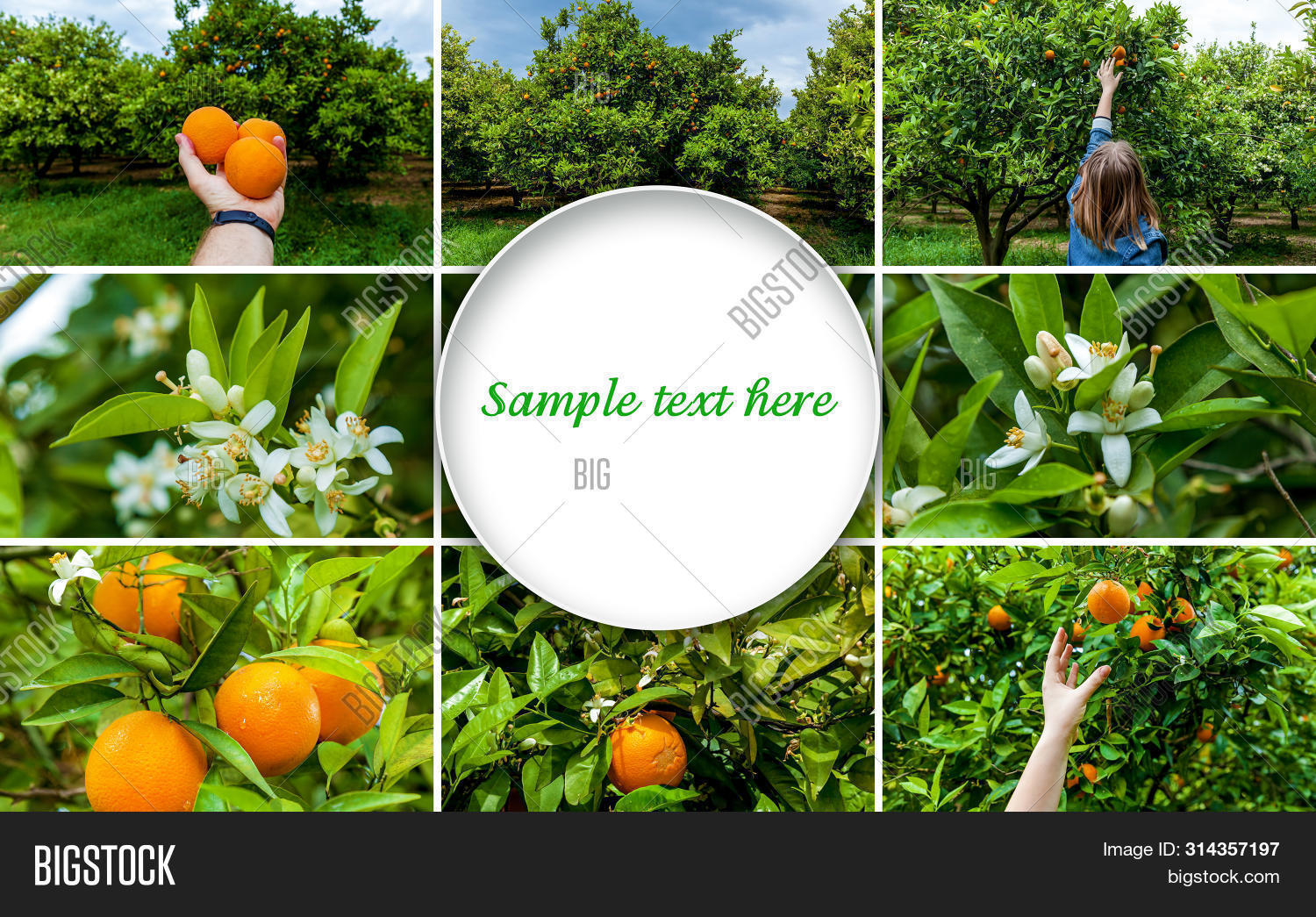 Collage Orange Garden Image & Photo (Free Trial) | Bigstock
