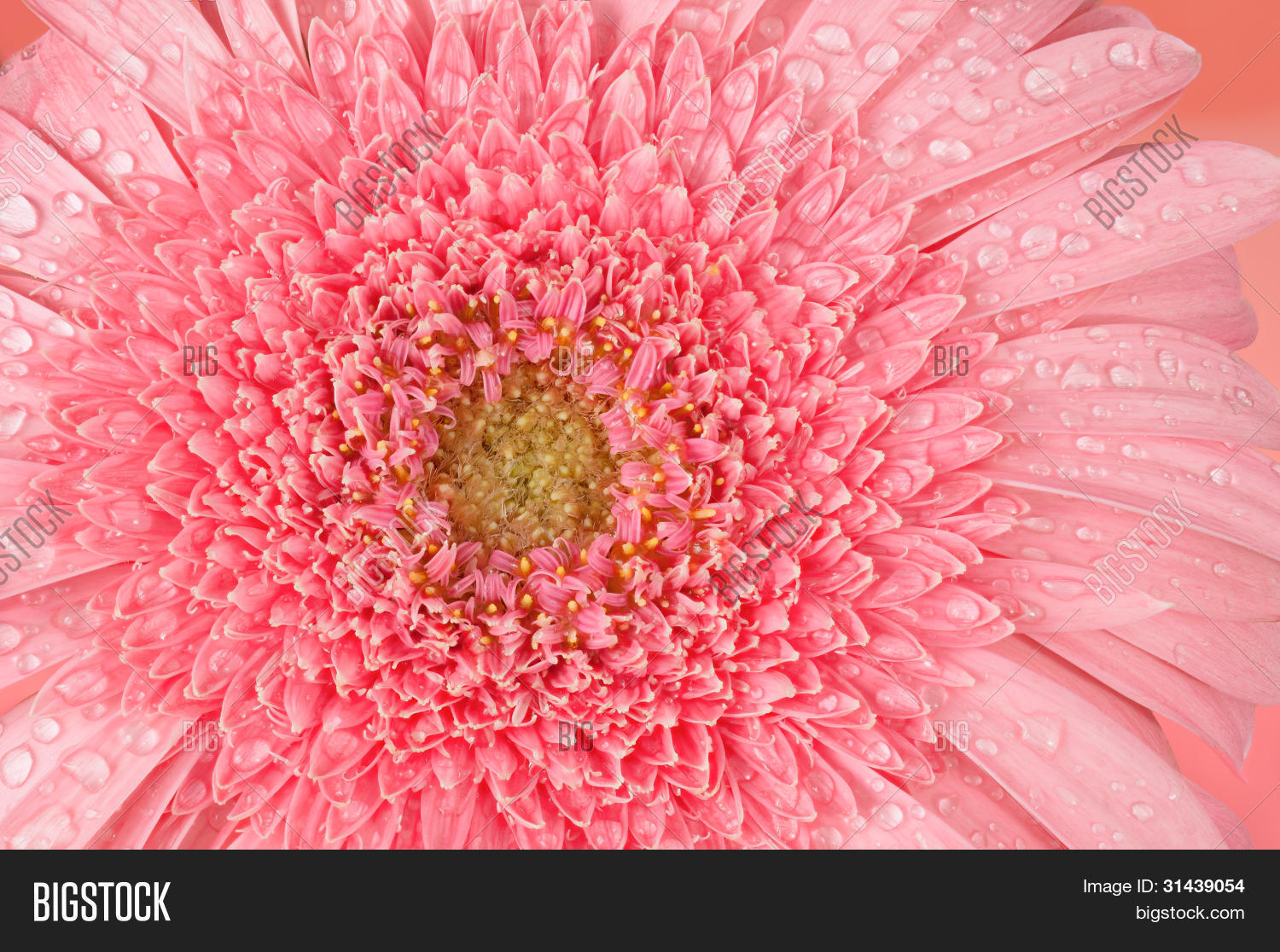 Gerbera Flower Image & Photo (Free Trial) | Bigstock