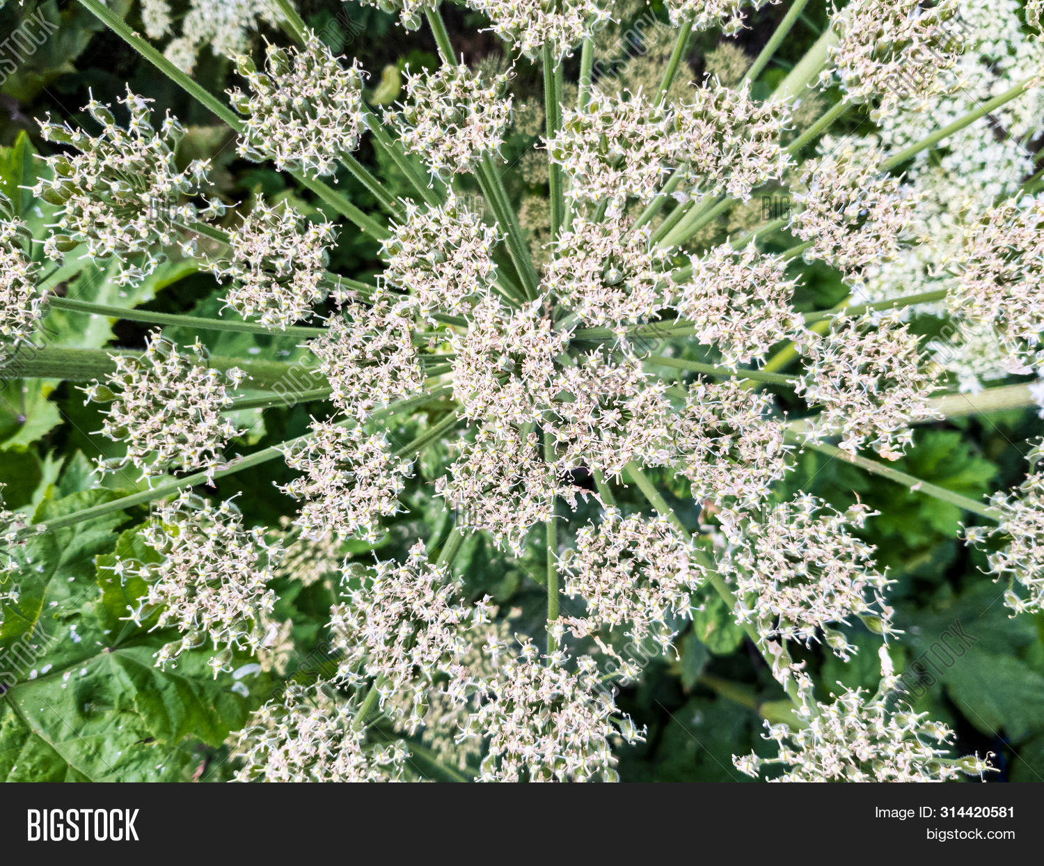 Cow Parsnip Flower, Image & Photo (Free Trial) | Bigstock