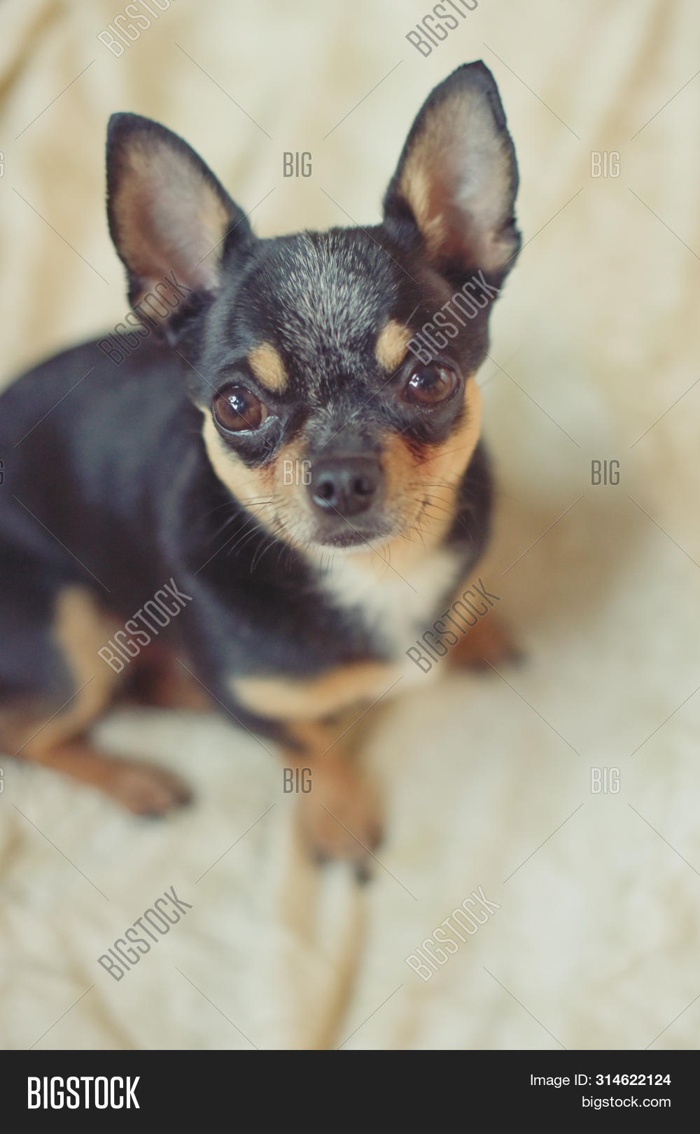 Small Cute Chihuahua Image & Photo (Free Trial) | Bigstock