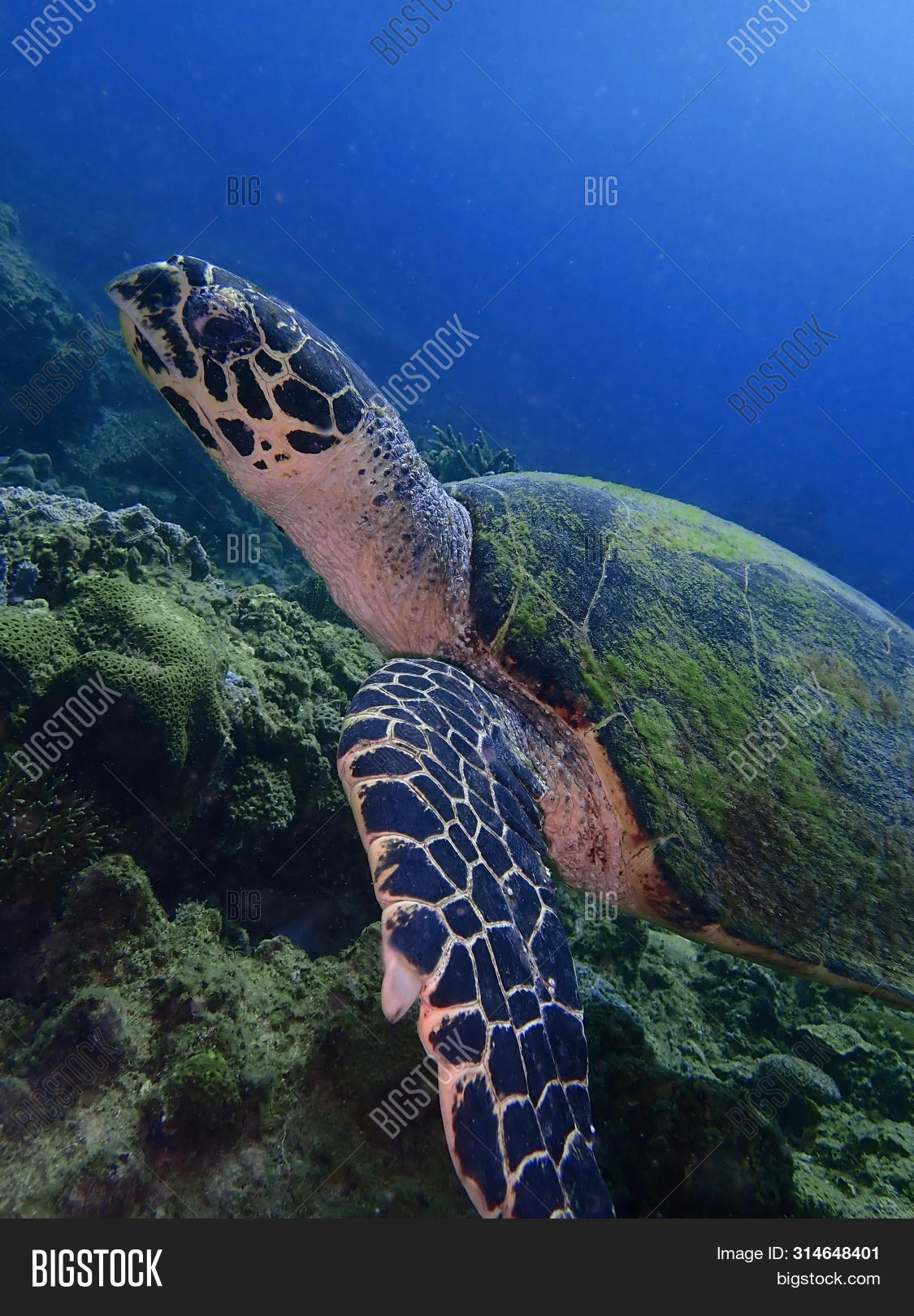 Closeup Hawksbill Sea Image & Photo (Free Trial) | Bigstock