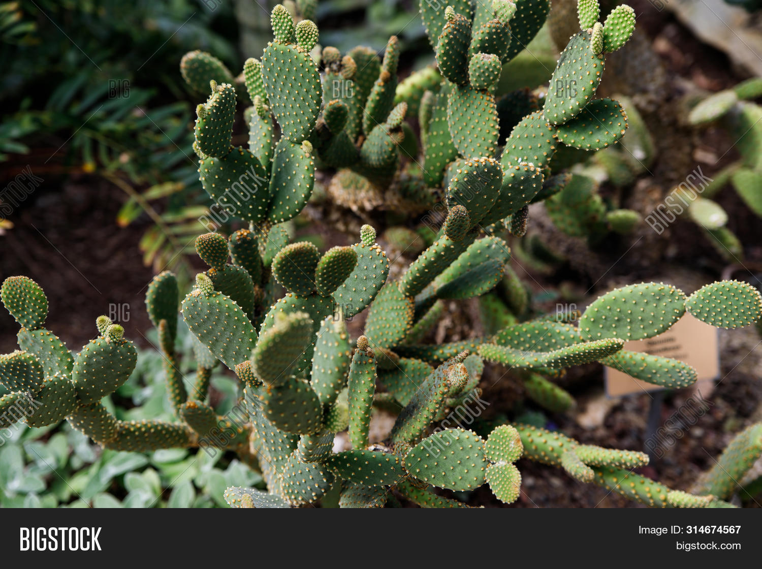 Cactus Opuntia Image & Photo (Free Trial) | Bigstock