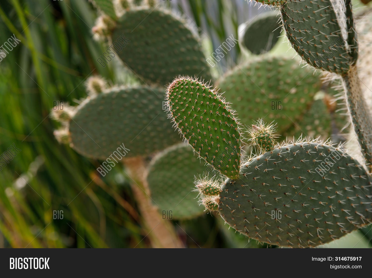 Cactus Opuntia Image & Photo (Free Trial) | Bigstock