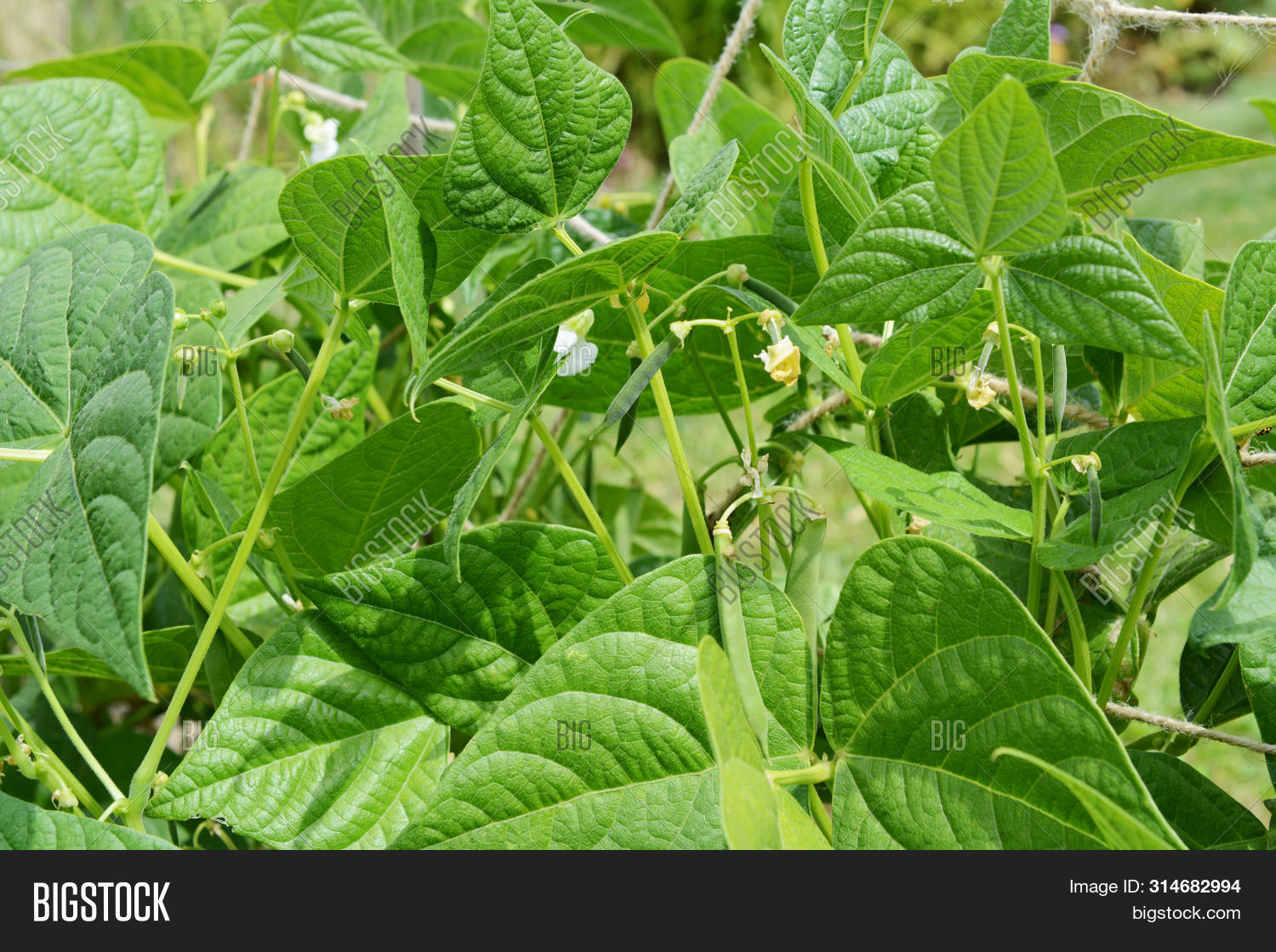 Calypso Yin Yang Beans Image & Photo (Free Trial) | Bigstock