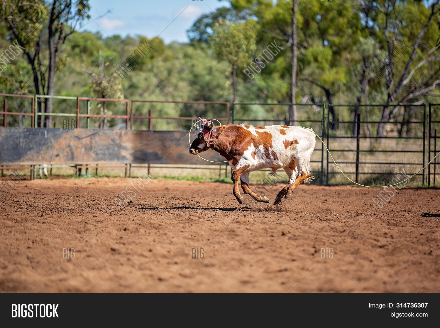 Calf Being Lassoed Image & Photo (Free Trial) | Bigstock