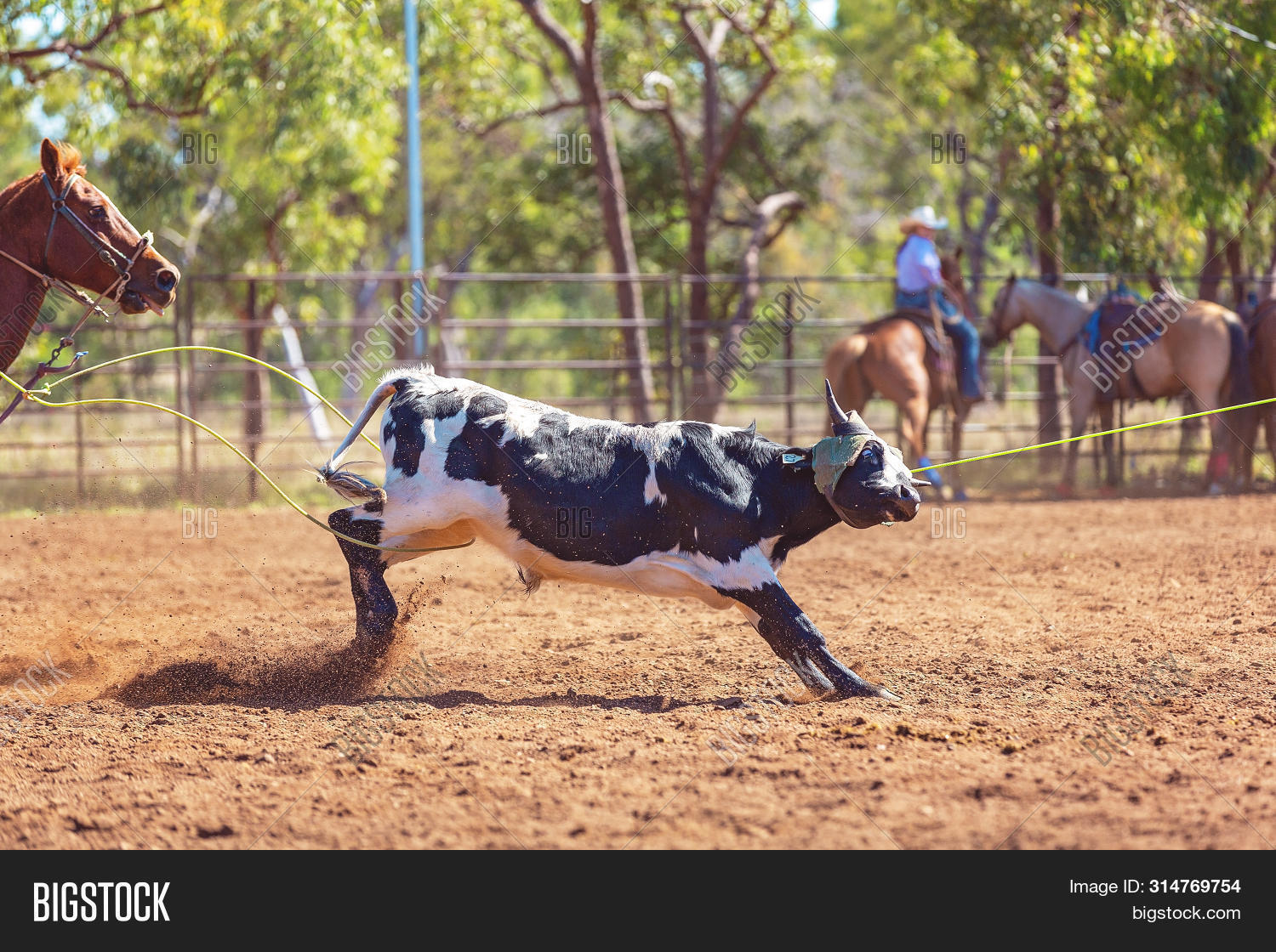 Calf Being Lassoed Image & Photo (Free Trial) | Bigstock