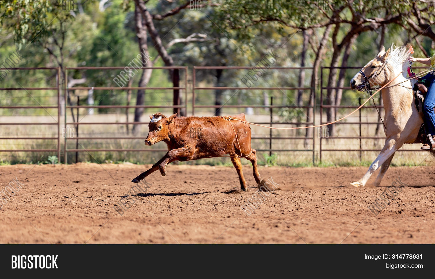 Calf Being Lassoed Image & Photo (Free Trial) | Bigstock