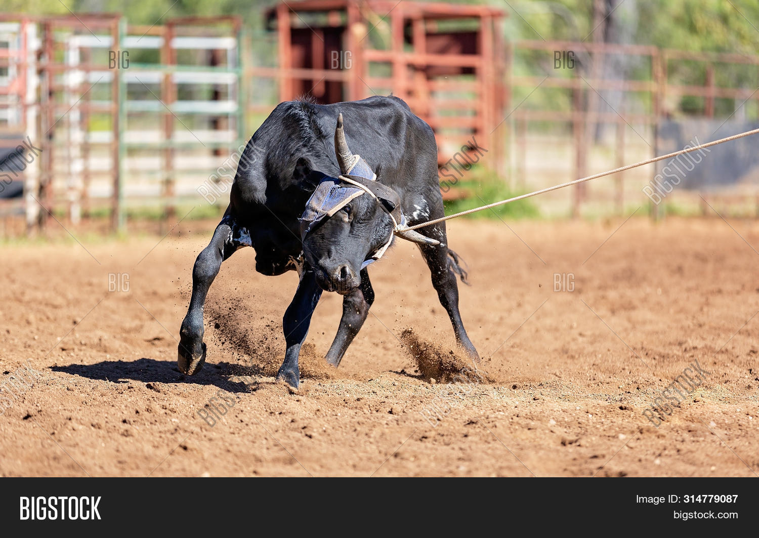 Calf Being Lassoed Image & Photo (Free Trial) | Bigstock