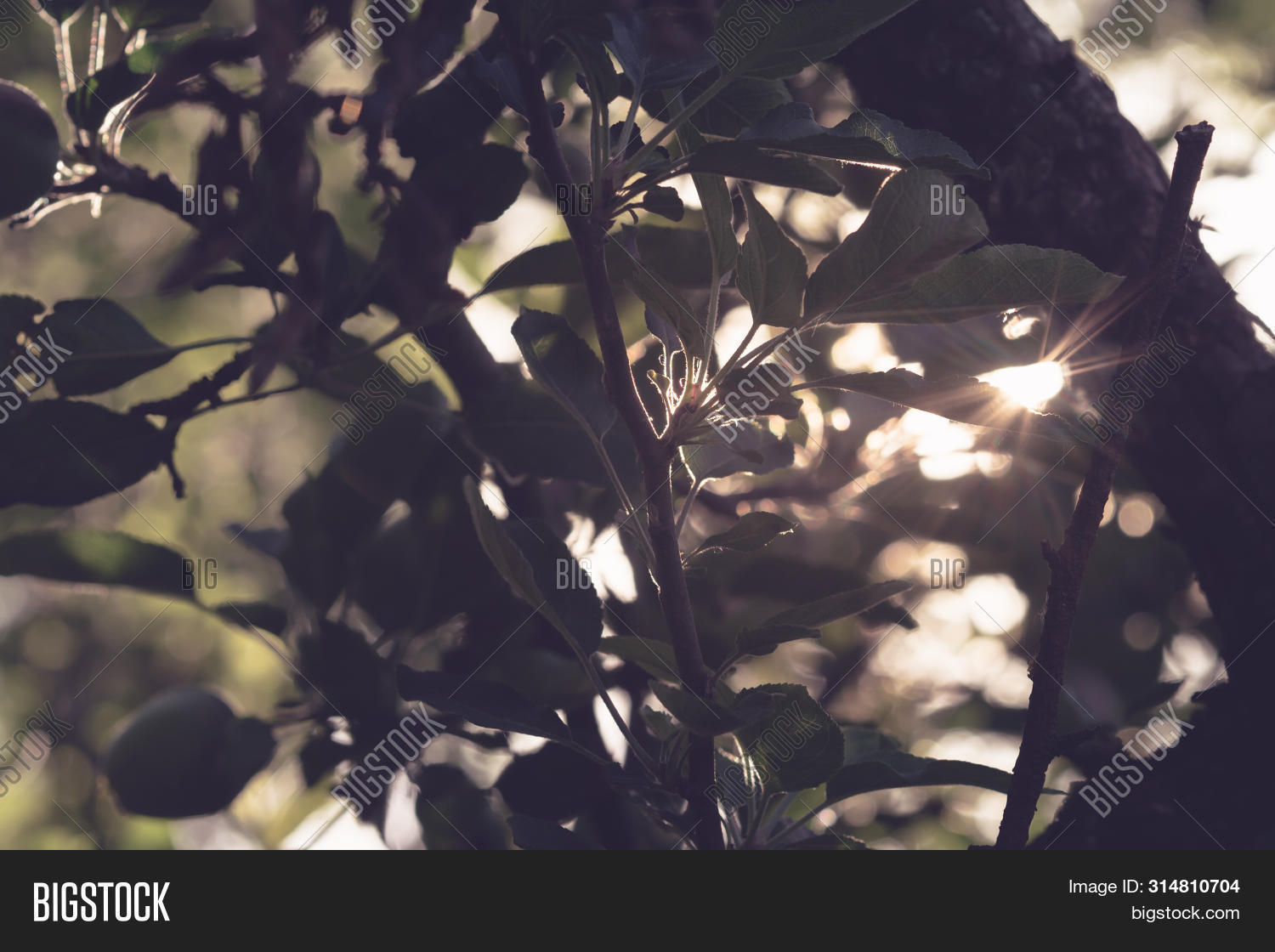 Apple Tree Branches Image & Photo (Free Trial) | Bigstock