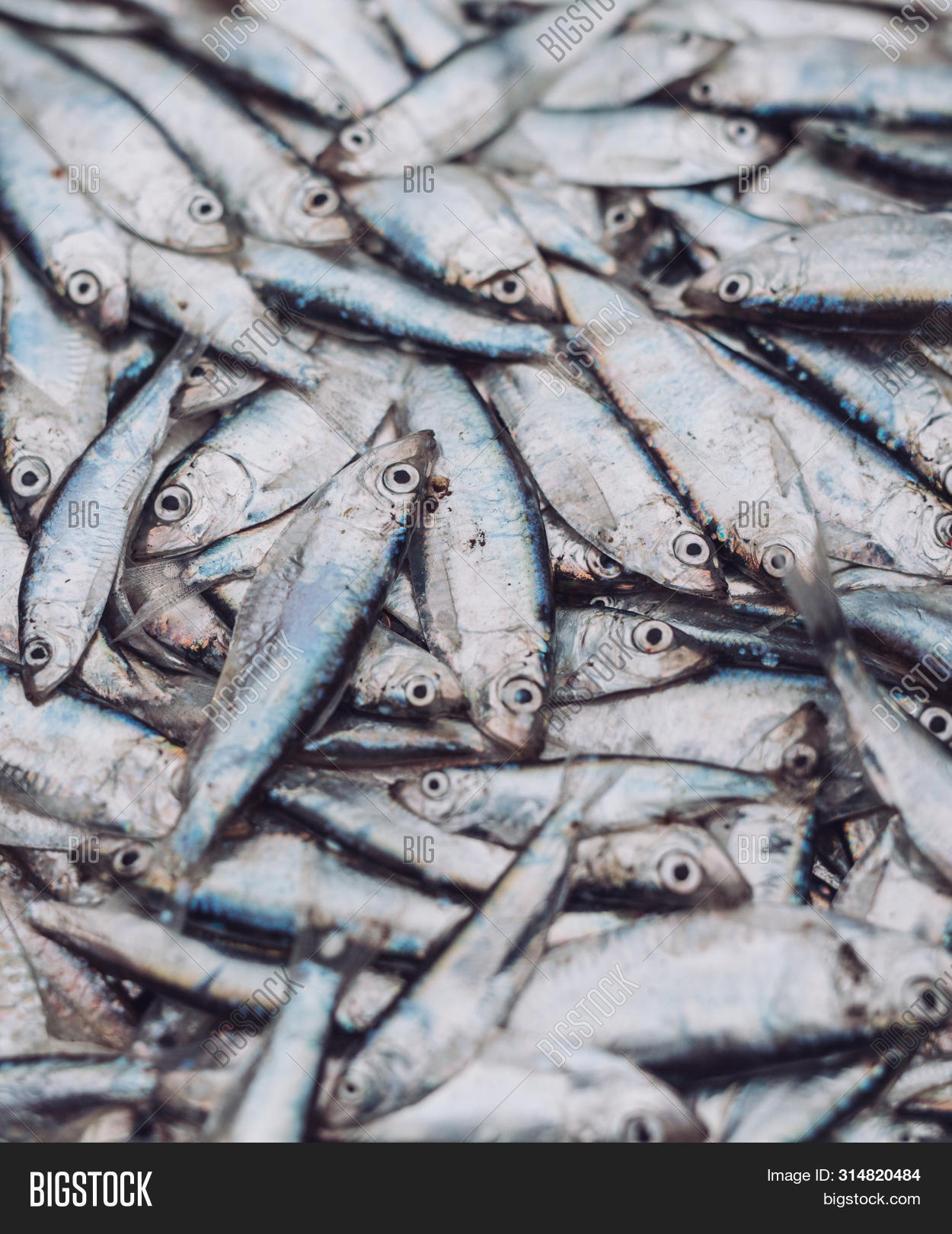 Fish Sprats Fish Image & Photo (Free Trial) | Bigstock