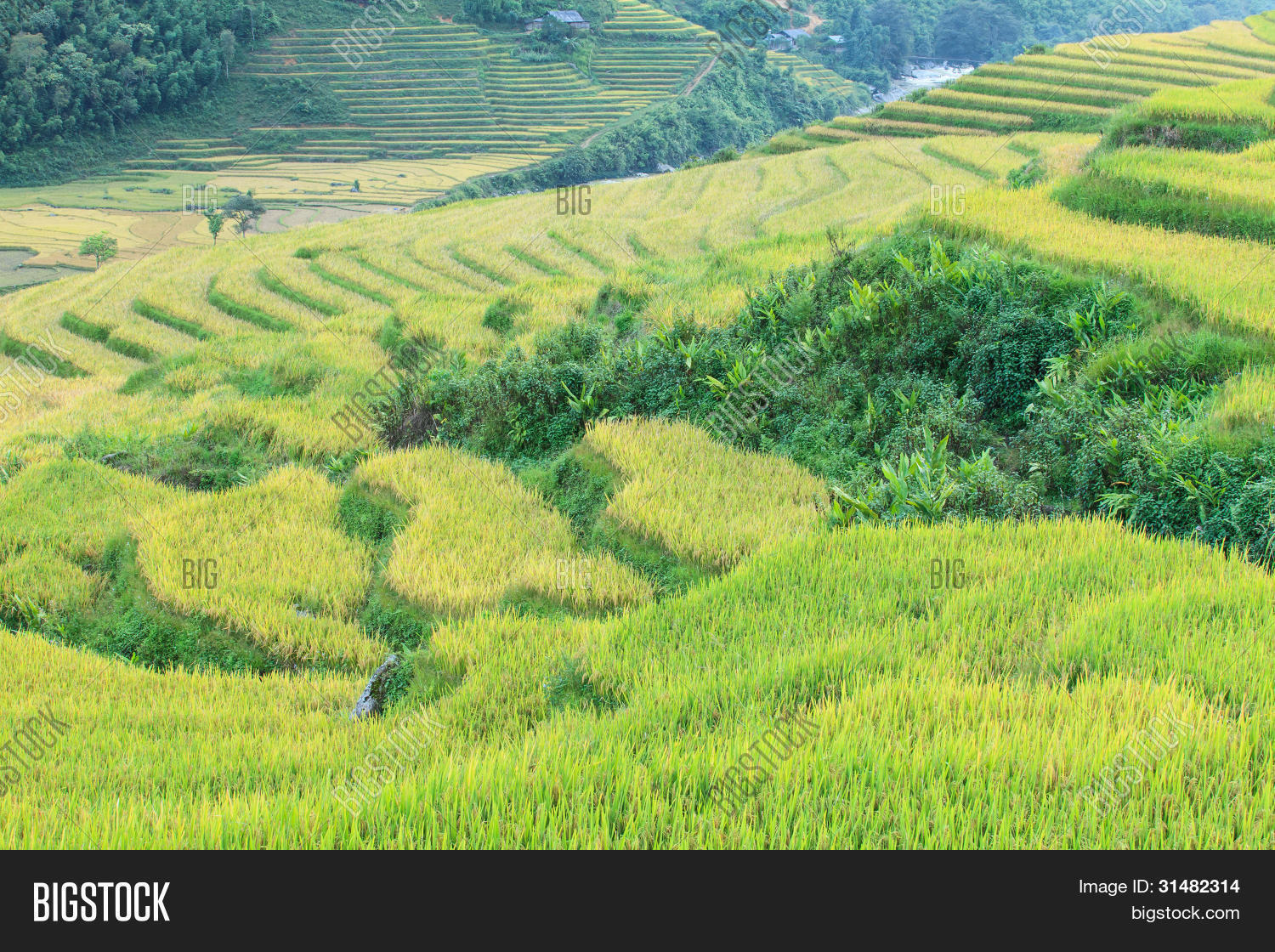 Rice Terraces Image & Photo (Free Trial) | Bigstock