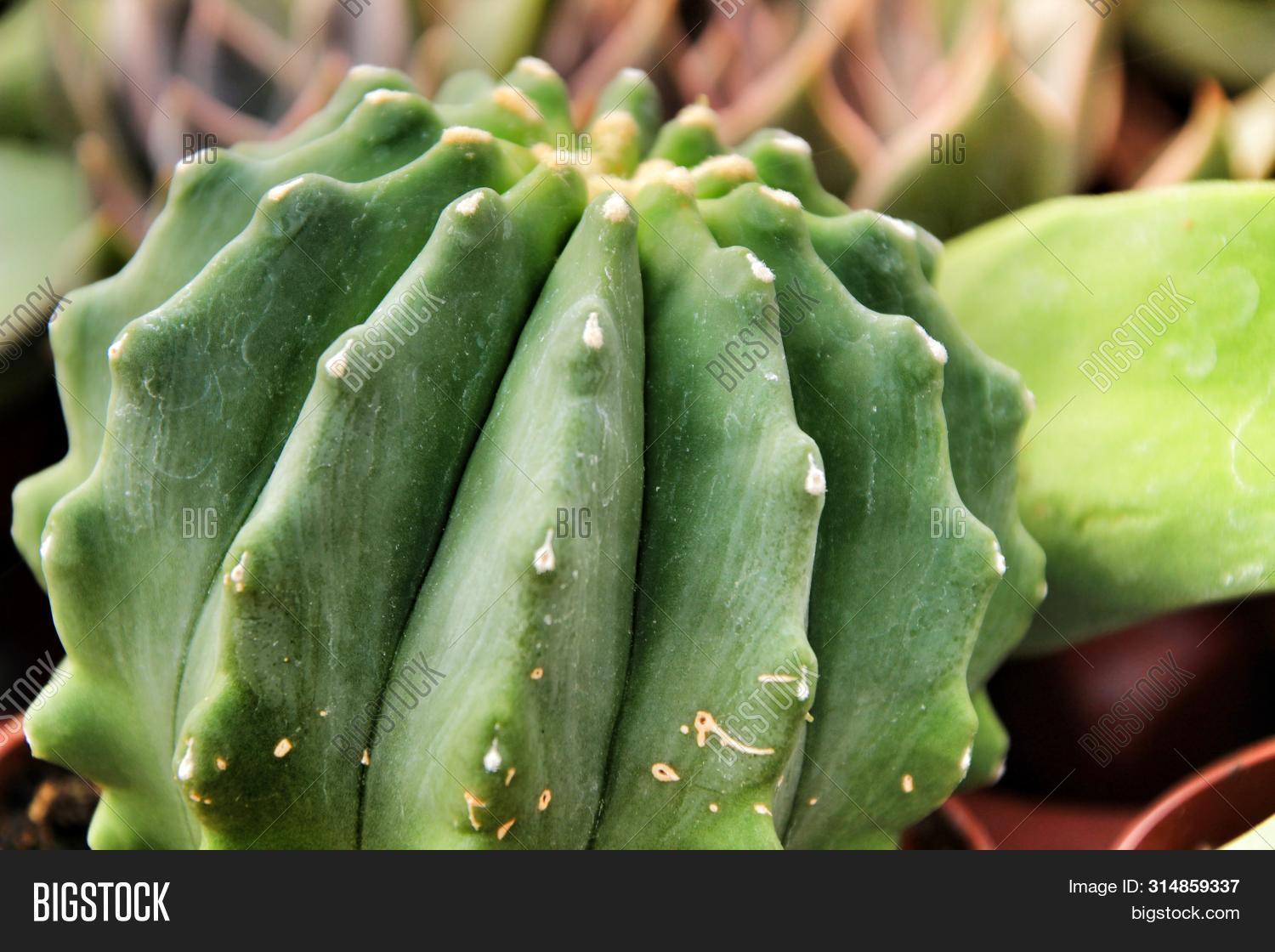Beautiful Cereus Image & Photo (Free Trial) | Bigstock