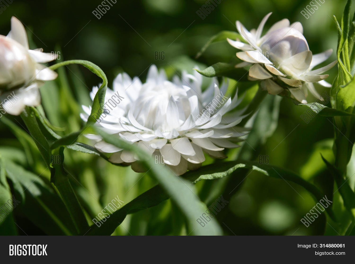 Strawflower Has Image & Photo (Free Trial) | Bigstock