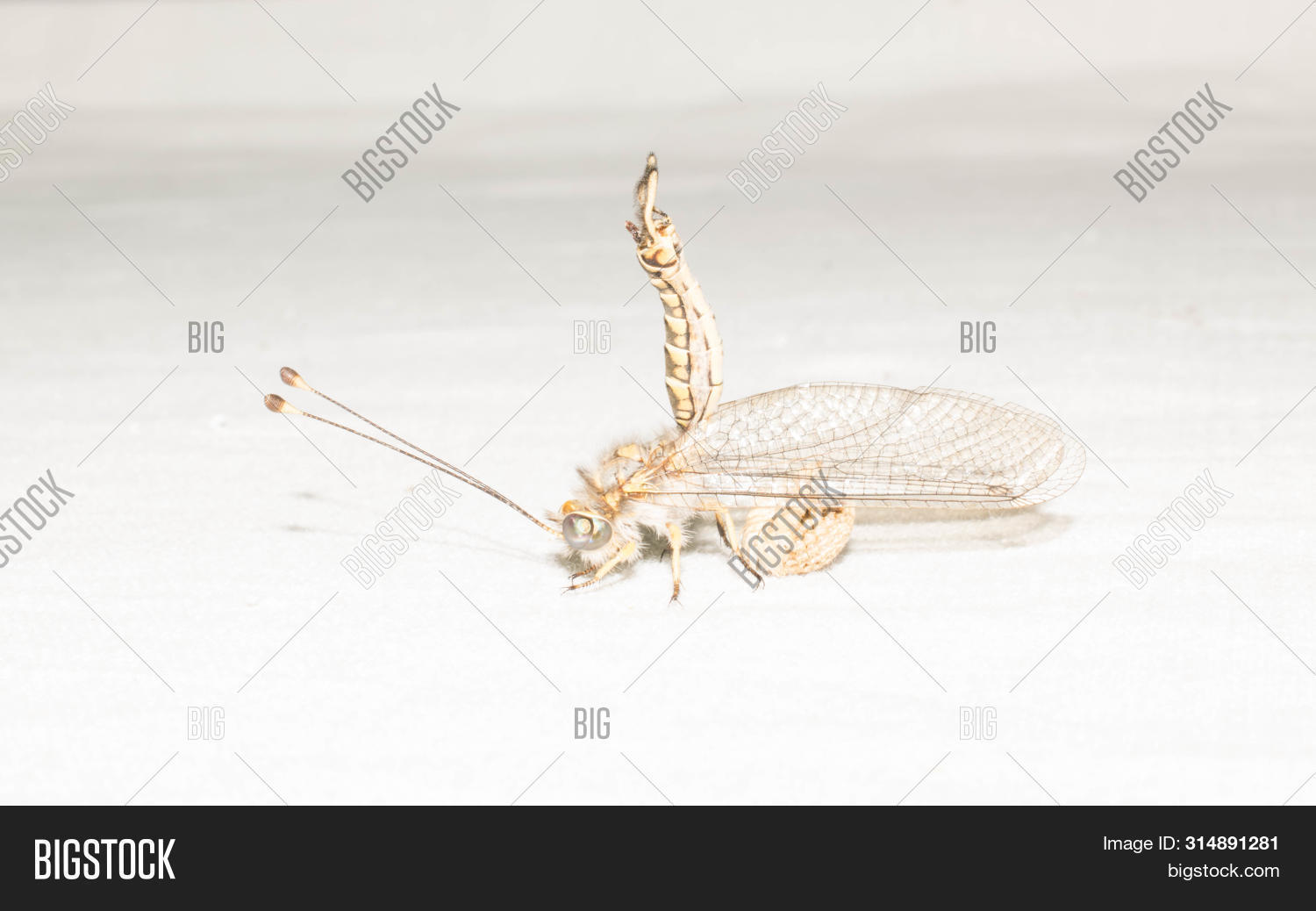 Ant Lions Insect Image & Photo (Free Trial) | Bigstock