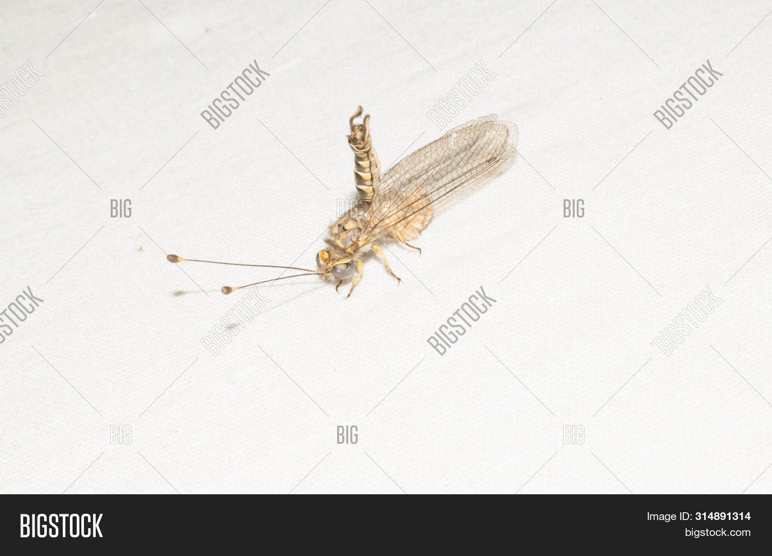 Ant Lions Insect Image & Photo (Free Trial) | Bigstock