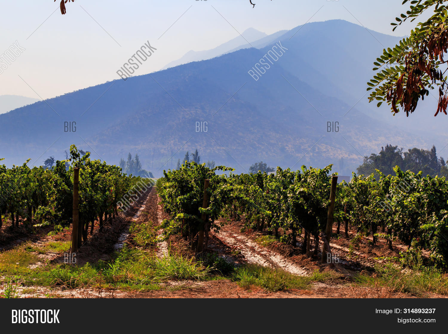 Winery, Maipo Valley, Image & Photo (Free Trial) | Bigstock