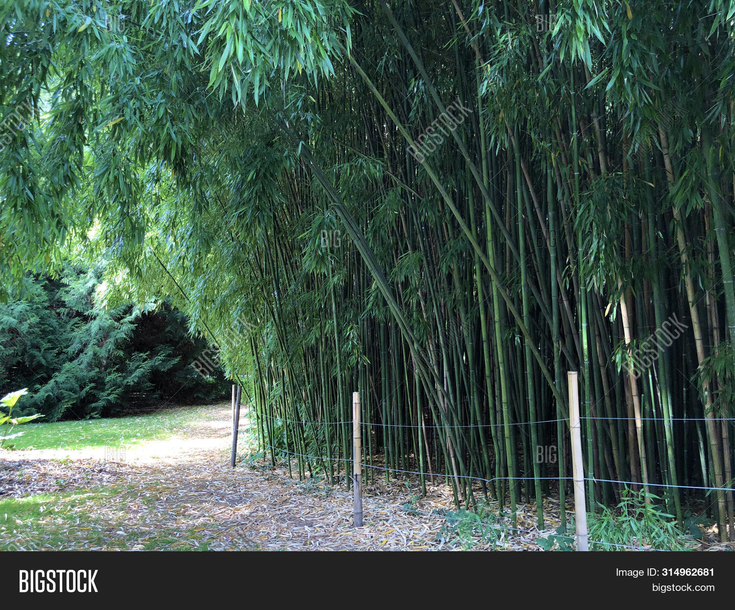 Bamboo, Phyllostachys Image & Photo (Free Trial) | Bigstock