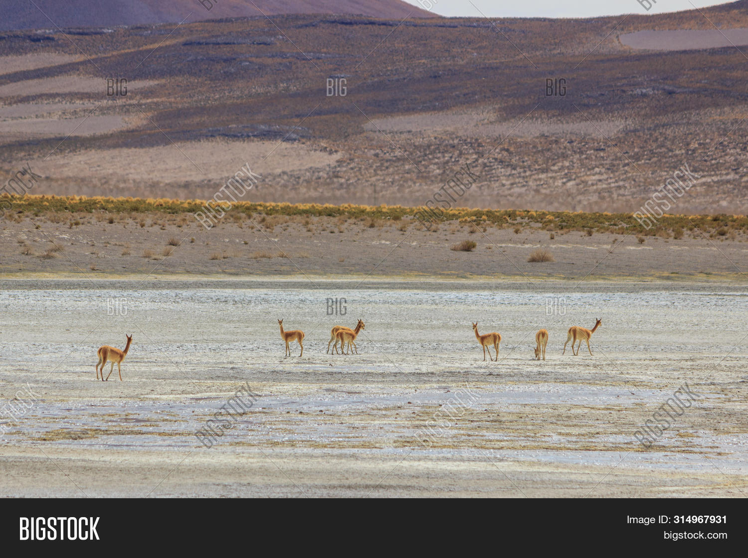 Vicuna Herd Running Image & Photo (Free Trial) | Bigstock