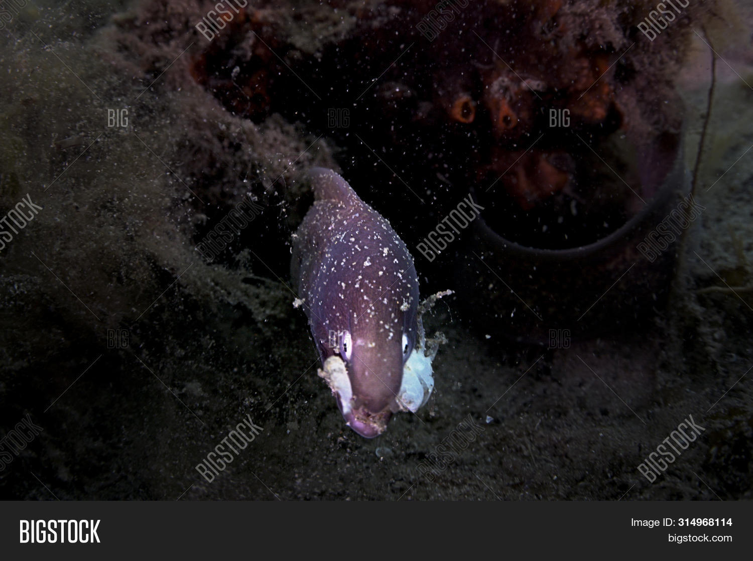 Common Eel Eating Image & Photo (Free Trial) | Bigstock
