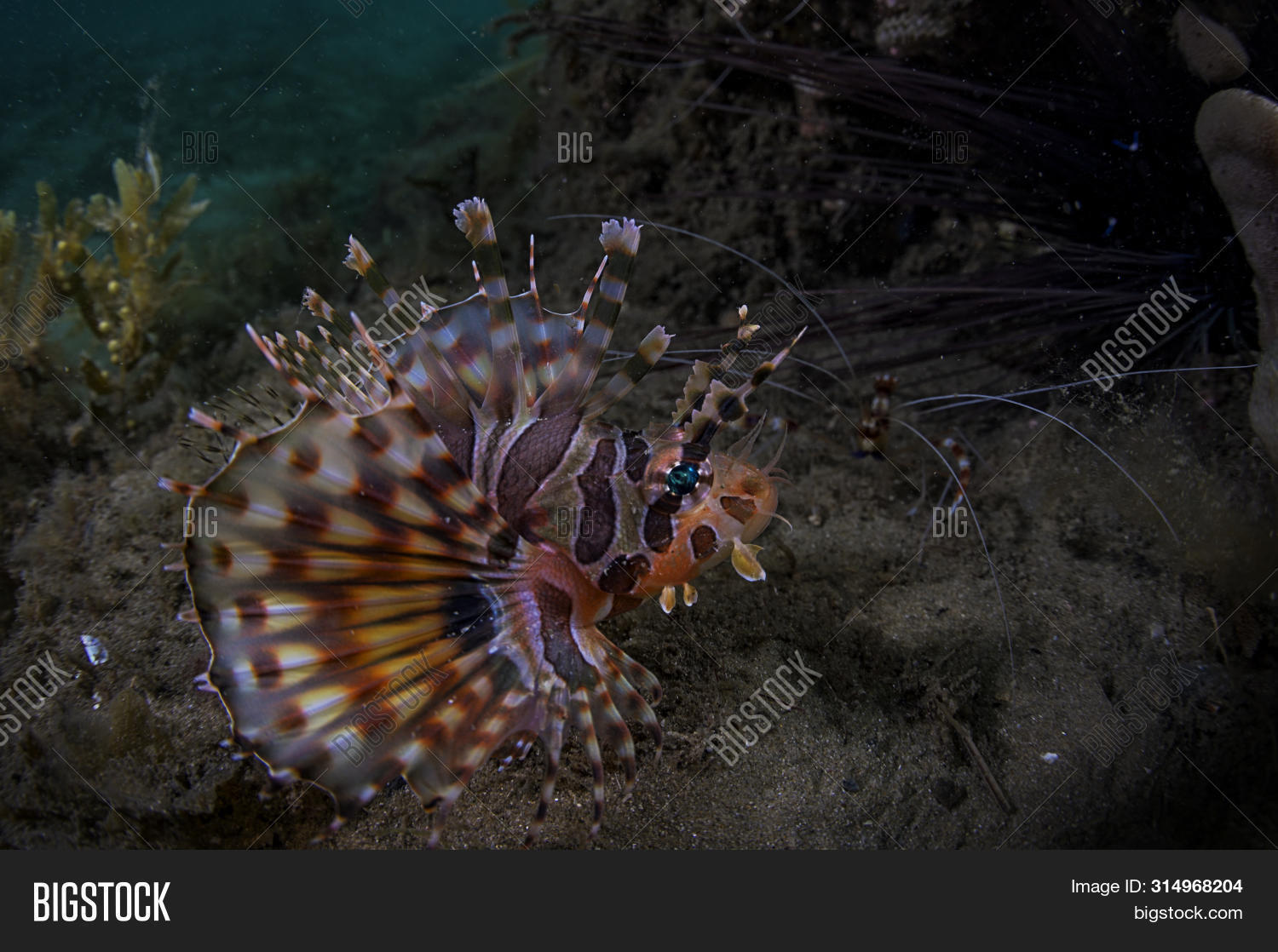 Lion Fish Shrimp Close Image & Photo (Free Trial) | Bigstock