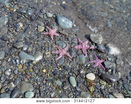 Pink Starfish On Stony Image & Photo (Free Trial) | Bigstock