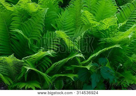 Fern Images, Illustrations & Vectors (Free) - Bigstock