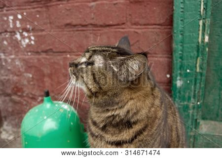 Homeless Cat One Eye. Image & Photo (Free Trial) | Bigstock