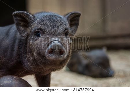 Black Mini Pig Image & Photo (Free Trial) | Bigstock