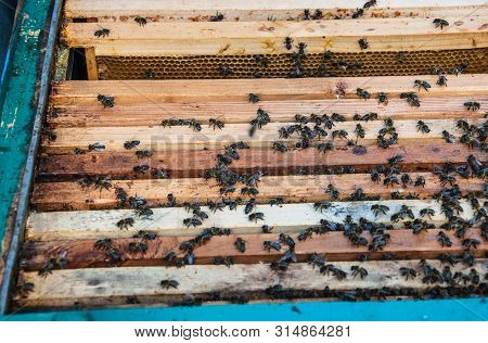 Bee Frames Bees Your Image & Photo (Free Trial) | Bigstock
