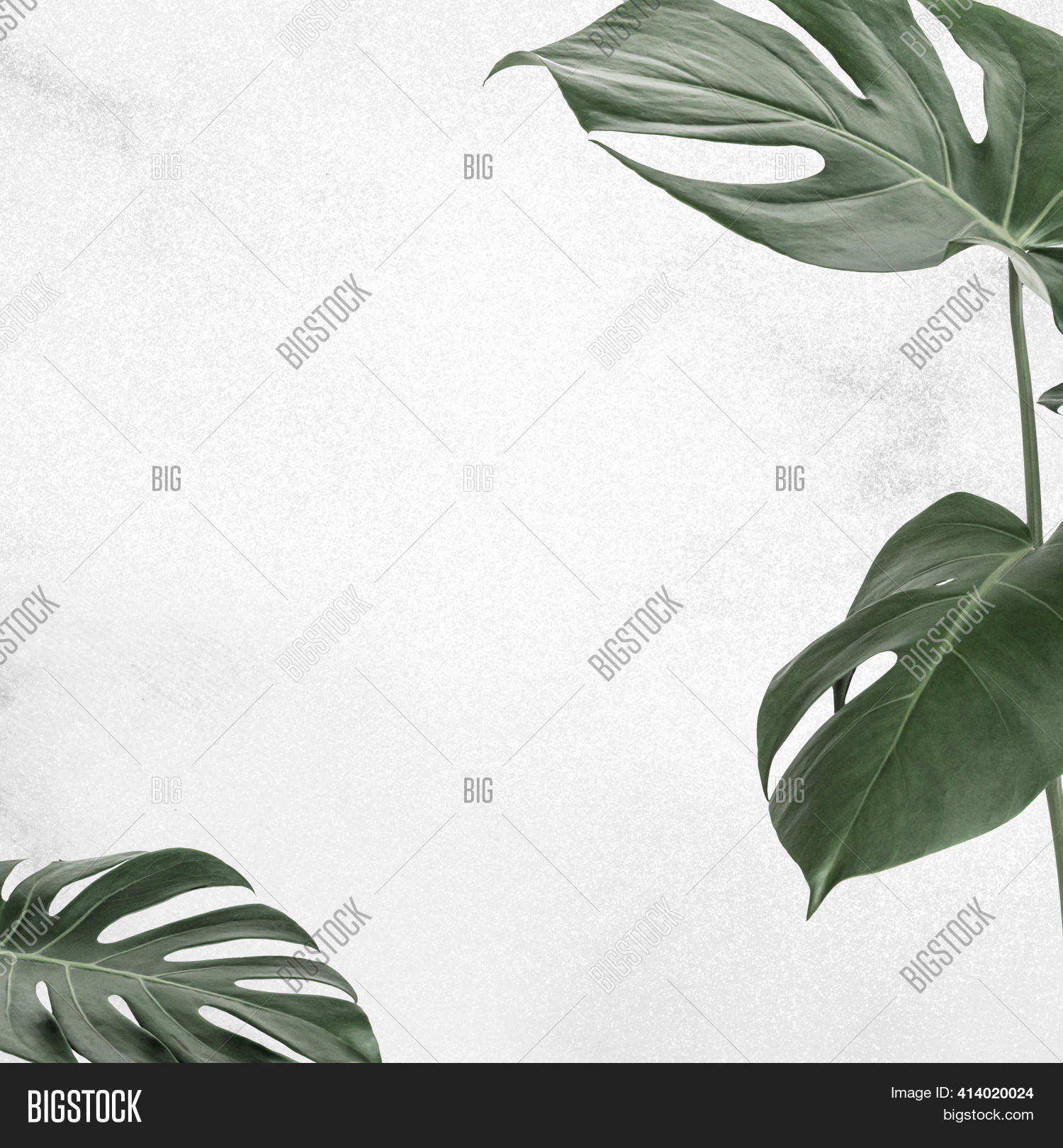 Monstera Leaf Border Image & Photo (Free Trial) | Bigstock