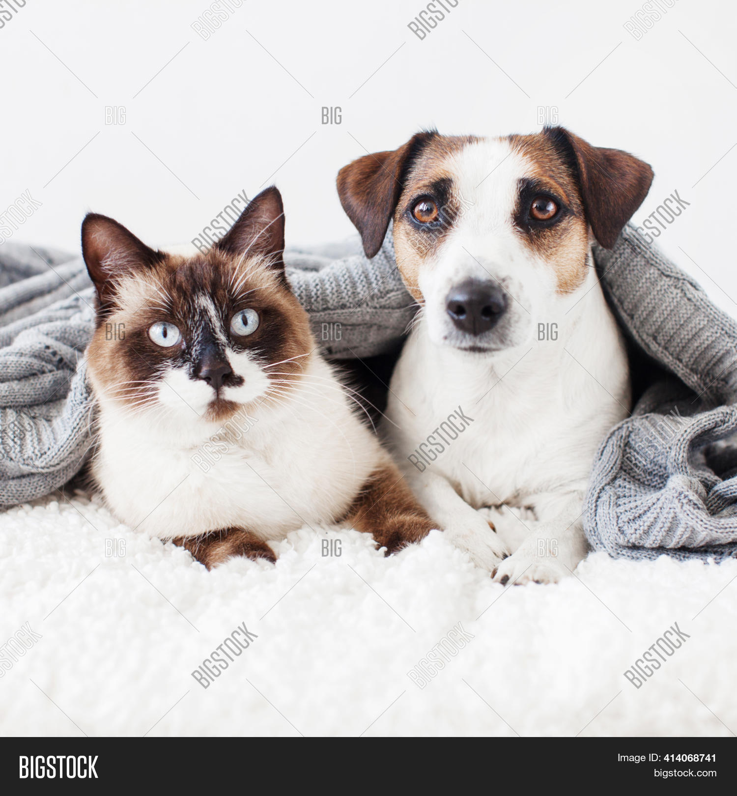 Cat Dog. Pets Home Image & Photo (Free Trial) | Bigstock