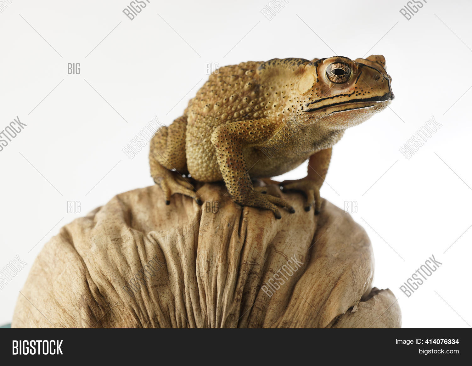 Cane Toad Asia On Dry Image & Photo (Free Trial) | Bigstock