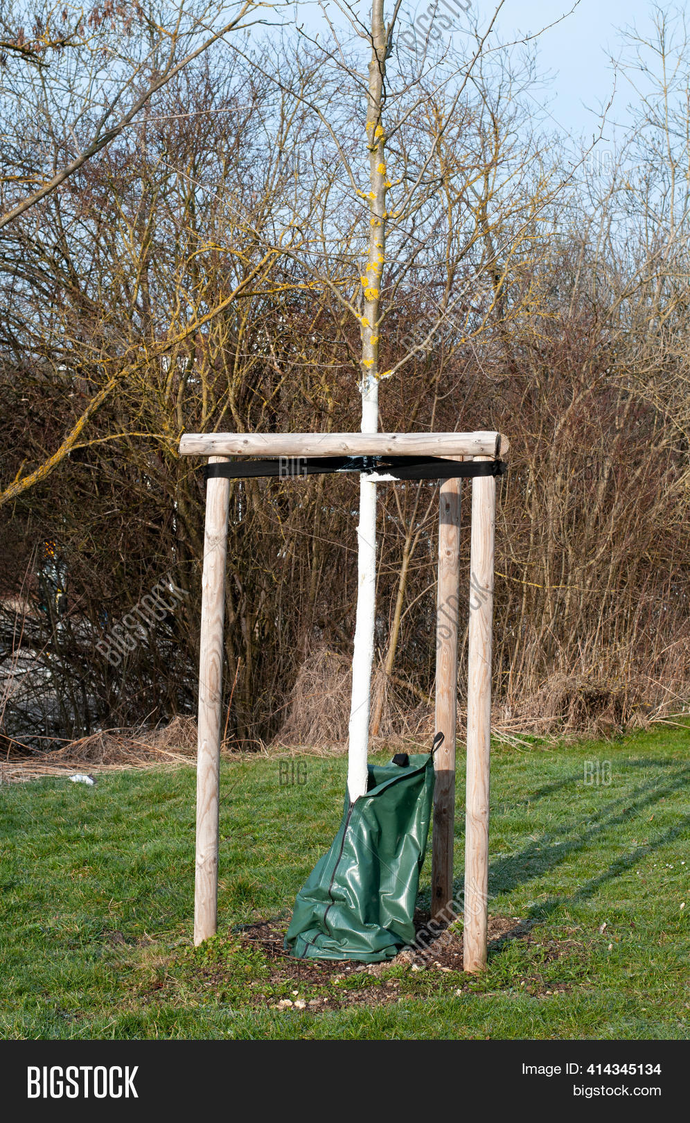 Young Tree Park White Image & Photo (Free Trial) | Bigstock