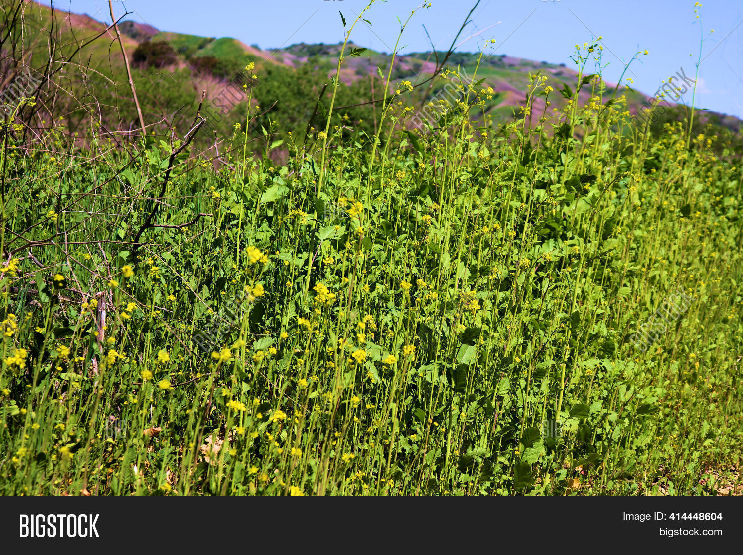 Lush Green Chaparral Image & Photo (Free Trial) | Bigstock