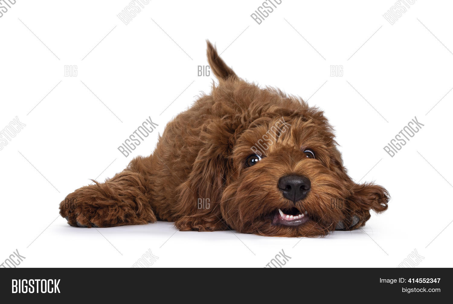 Red Cobberdog Aka Image & Photo (Free Trial) | Bigstock