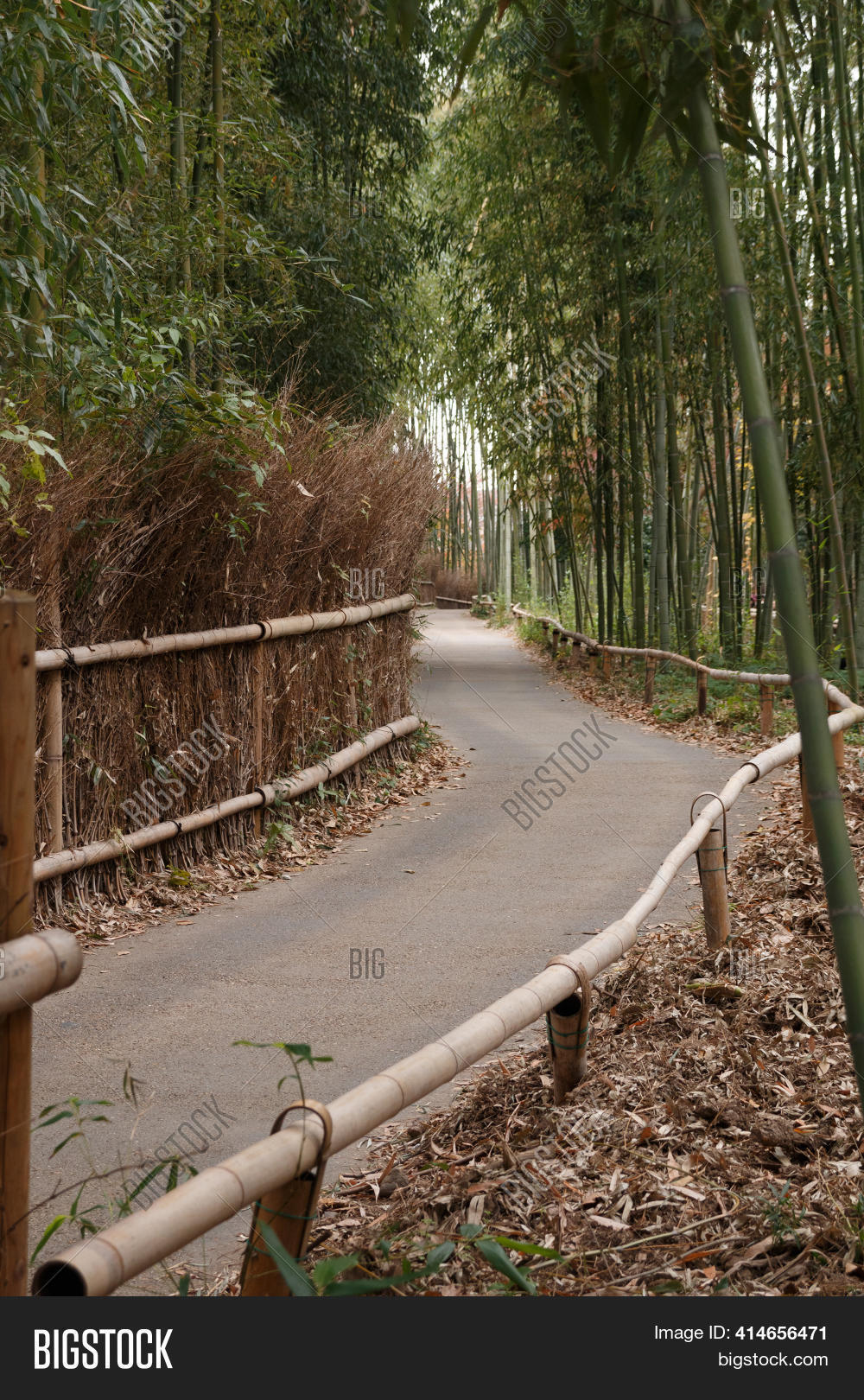 Bamboo Path Beautiful Image & Photo (Free Trial) | Bigstock