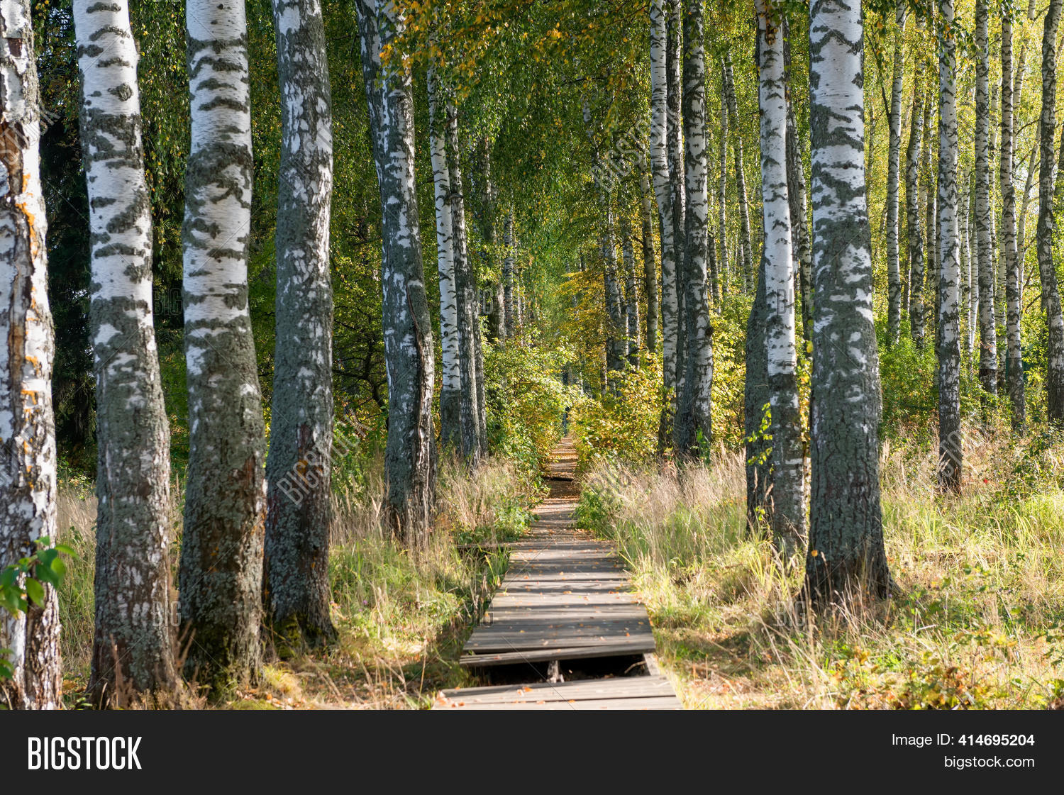 Wooden Path Walking Image & Photo (Free Trial) | Bigstock
