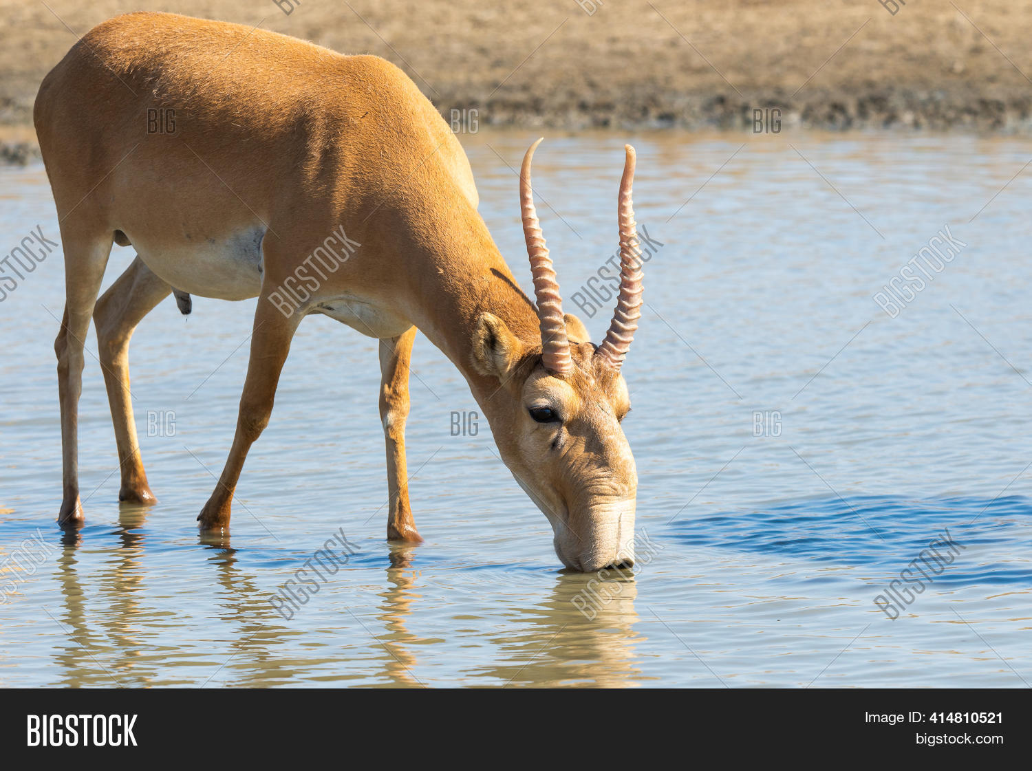 Wild Male Saiga Image & Photo (Free Trial) | Bigstock
