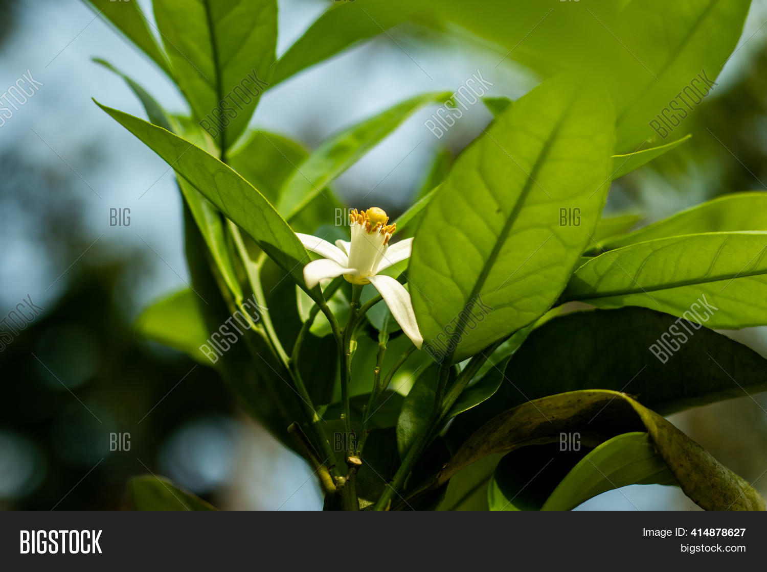 Lemon Citrus Limon Image & Photo (Free Trial) | Bigstock