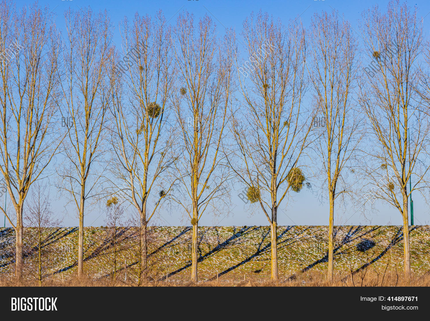 Set Trees Line Sparse Image & Photo (Free Trial) | Bigstock
