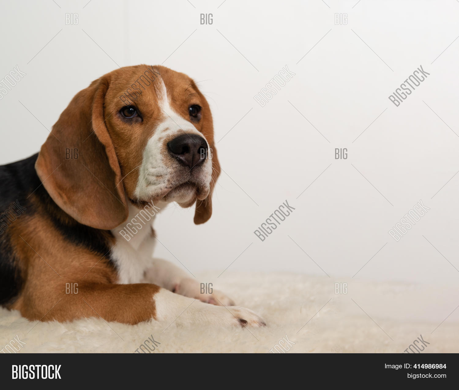 Beagle Puppy On White Image & Photo (Free Trial) | Bigstock