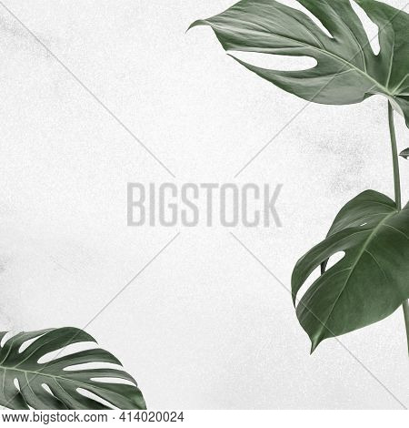Monstera Leaf Border Image & Photo (Free Trial) | Bigstock
