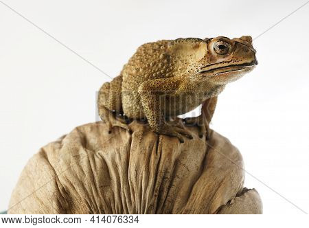 Cane Toad Asia On Dry Image & Photo (Free Trial) | Bigstock