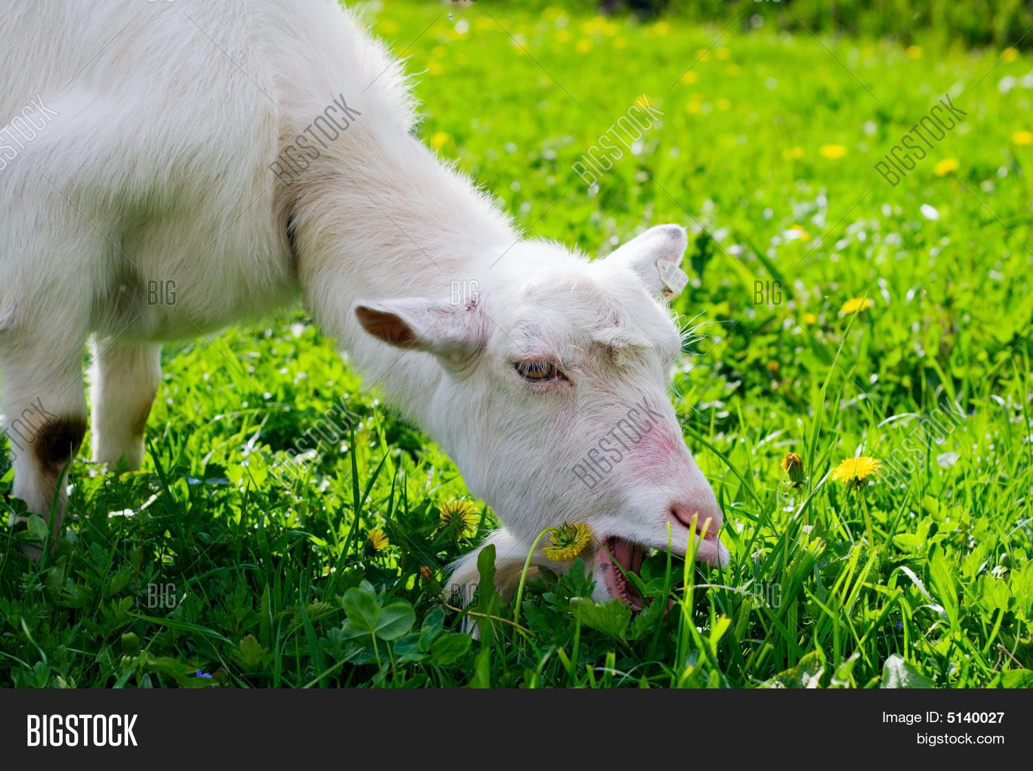 Goat Eating Image & Photo (Free Trial) | Bigstock