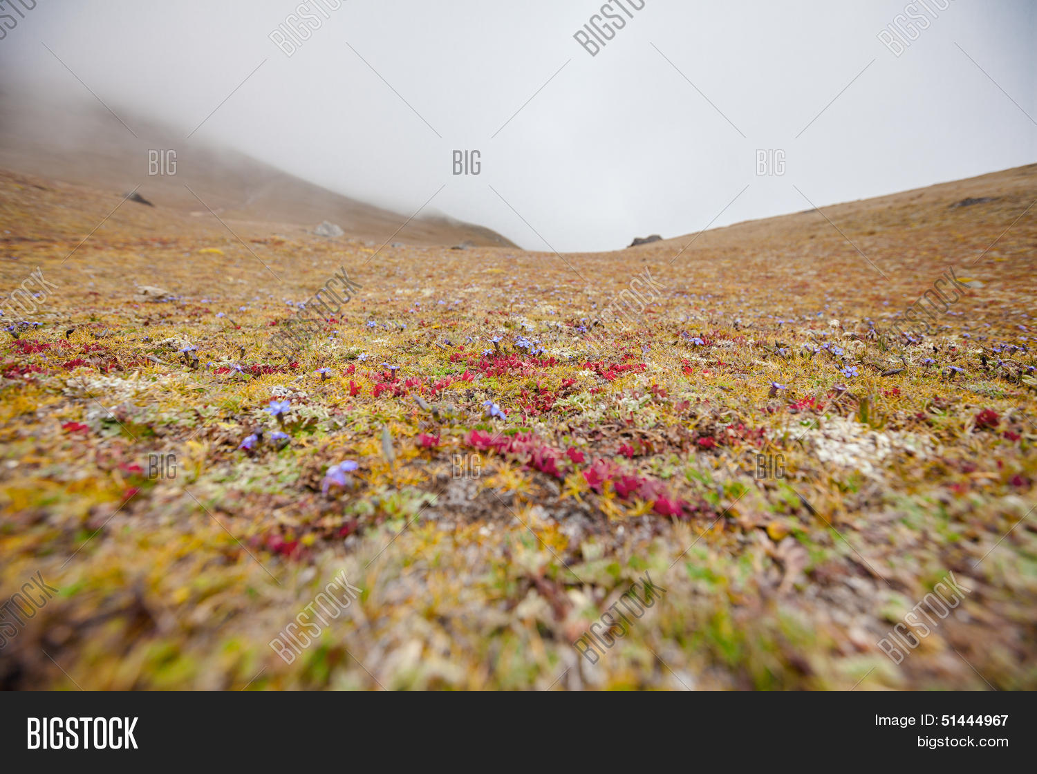 Small Vegetation Image & Photo (Free Trial) | Bigstock