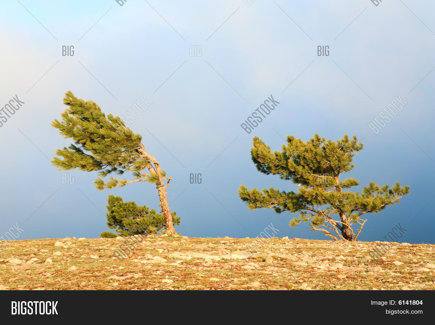 Pine Trees Image & Photo (Free Trial) | Bigstock
